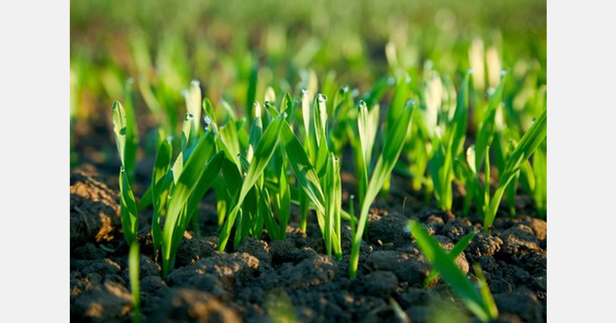 US: Safari 20 SG Insecticide receives 2ee label to combat spotted ...