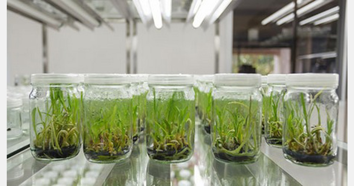 Micropropagation's huge growth potential