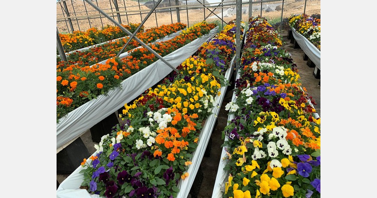 "Edible flowers add so much to the dish"