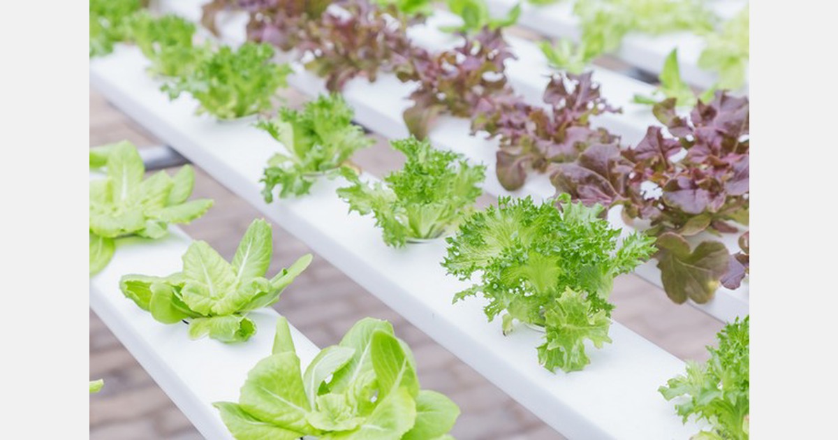 Research: IoT-based monitoring and control of hydroponic systems