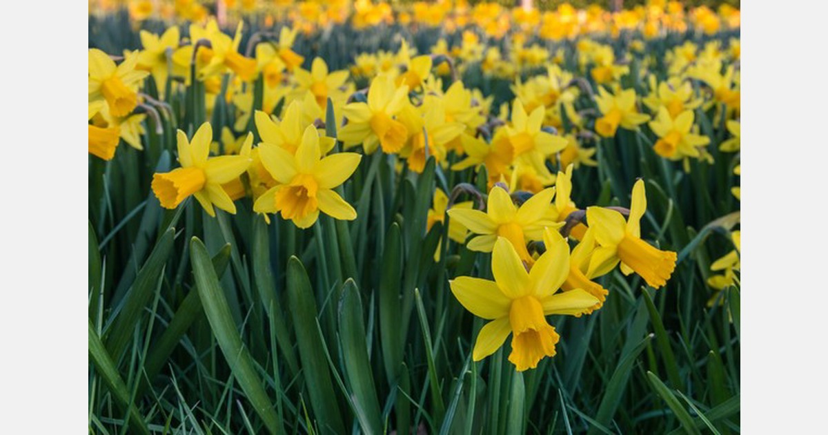 “There is an urgent need to secure a workforce to harvest our daffodils ...