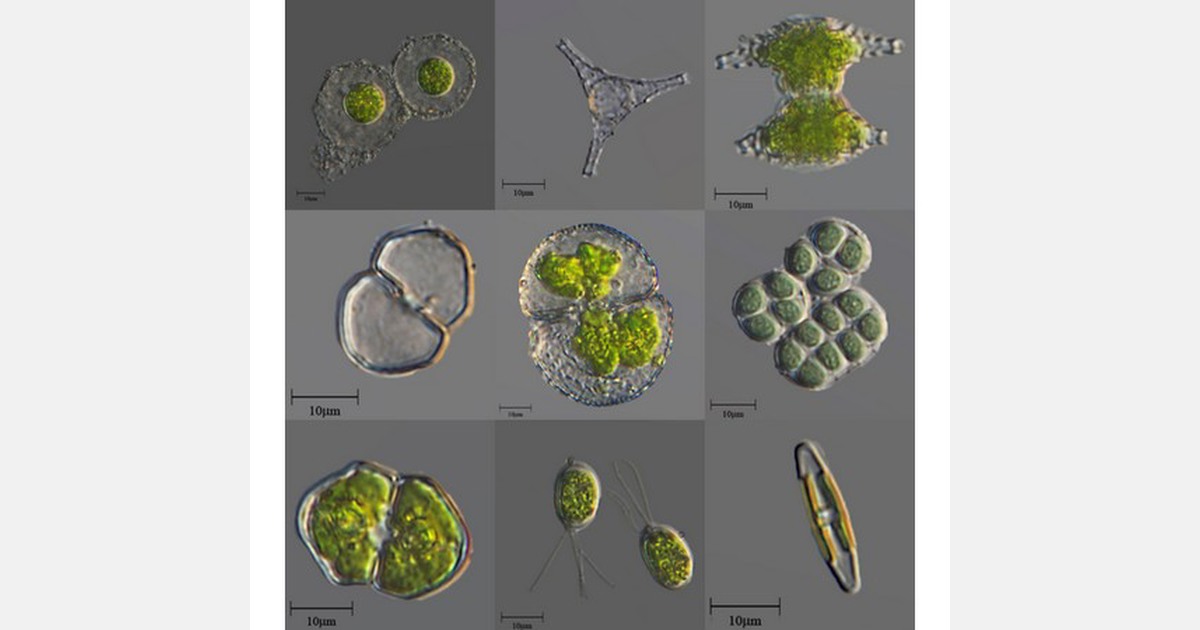 Prevention of algae formation with Intra Hydropure