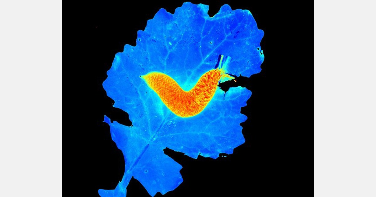 The future of slug control: SlugBot
