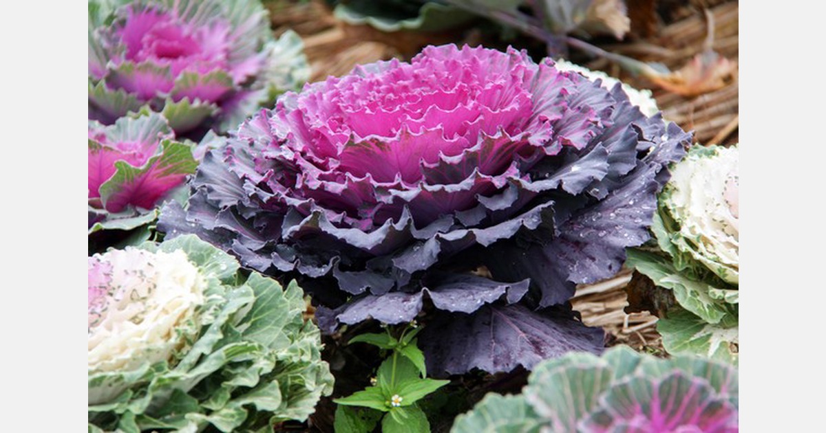 Key advances in the New Era of genomics-assisted disease resistance ...