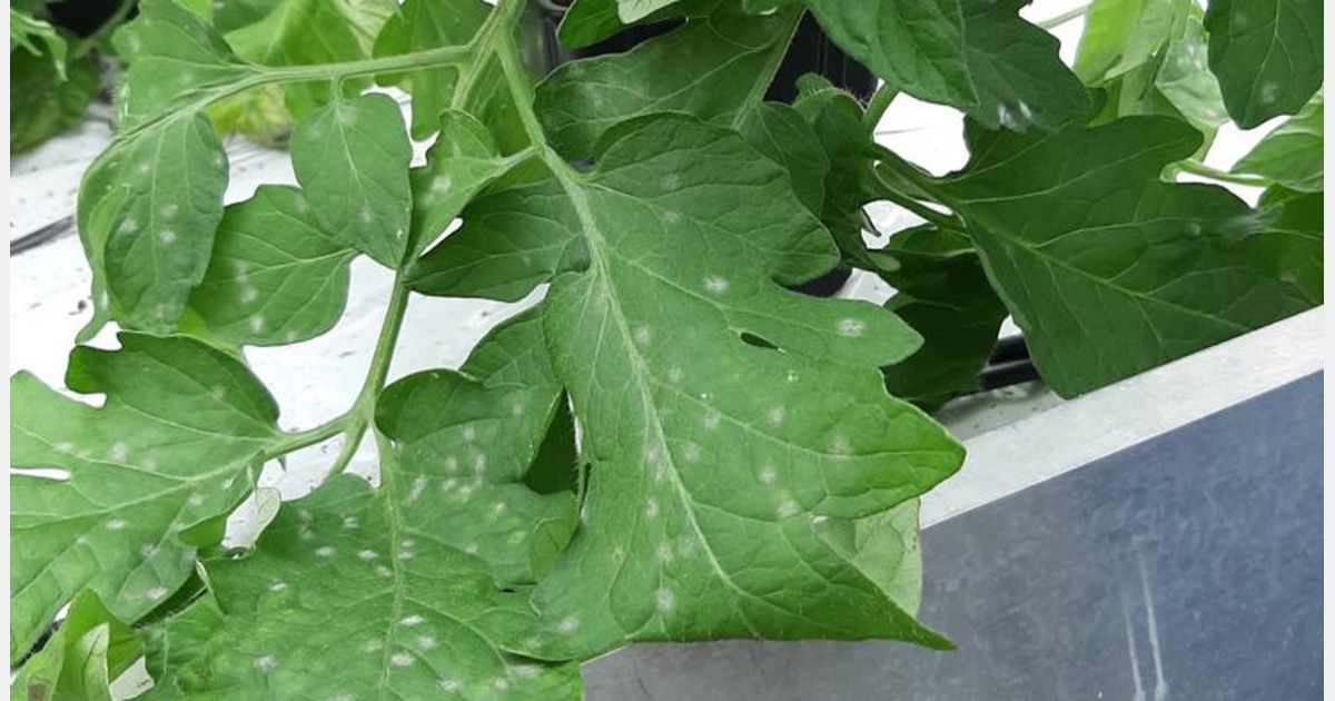 Recognizing powdery mildew with cameras or olfactory sensors