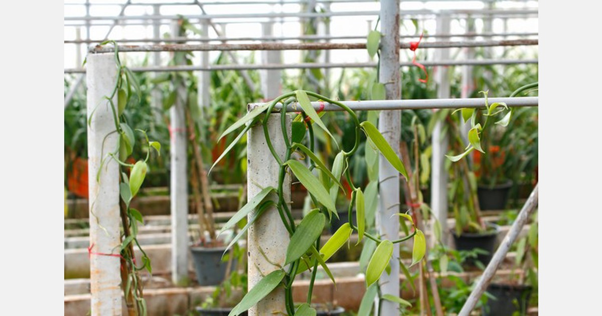US (FL): Researchers focus on vanilla as alternative crops for small ...