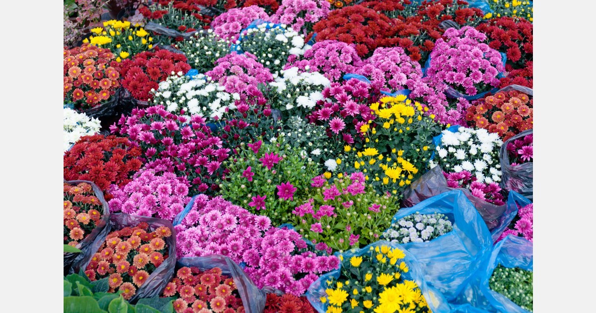 US: “Green light”: approval for the sale of bright petunias