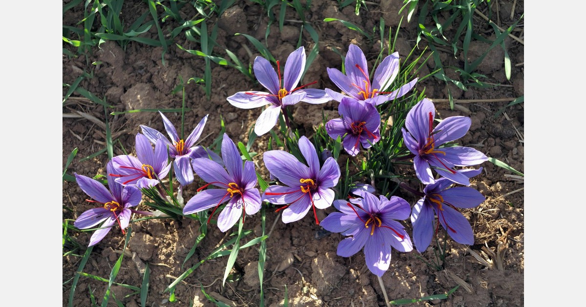 Exploring the flowering time of saffron