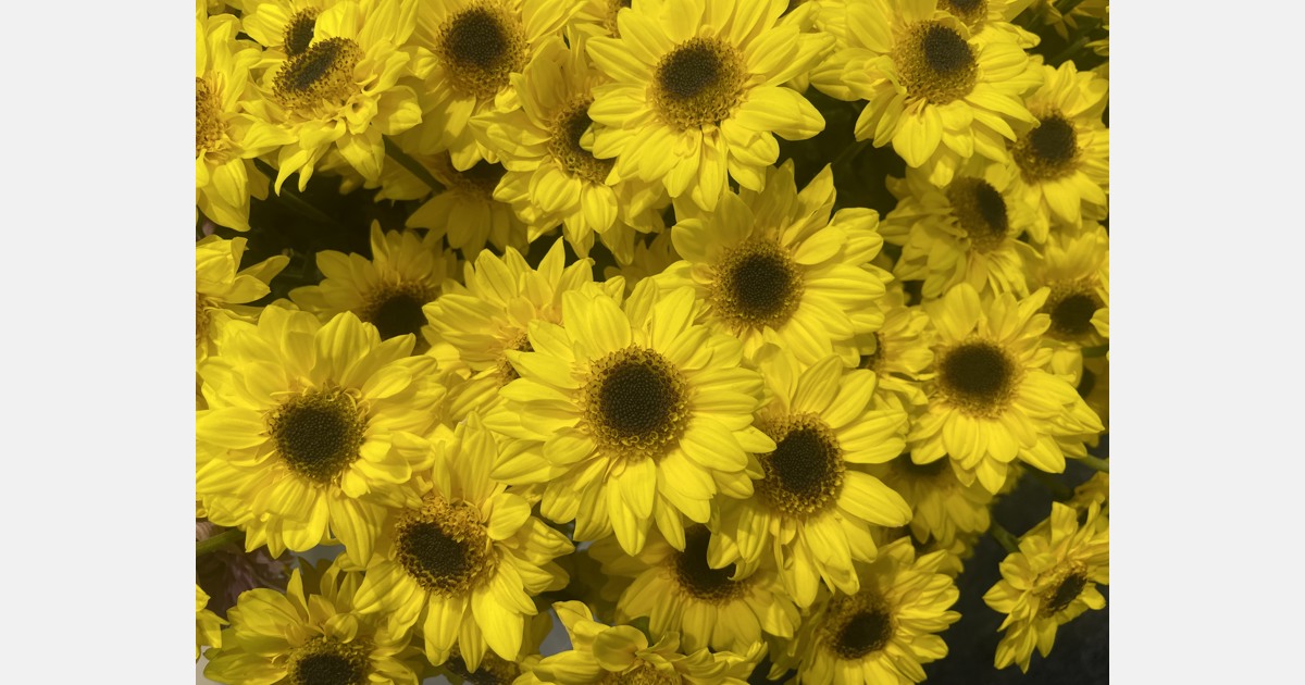 'Enhancing nature's palette through the epigenetic breeding of flower ...