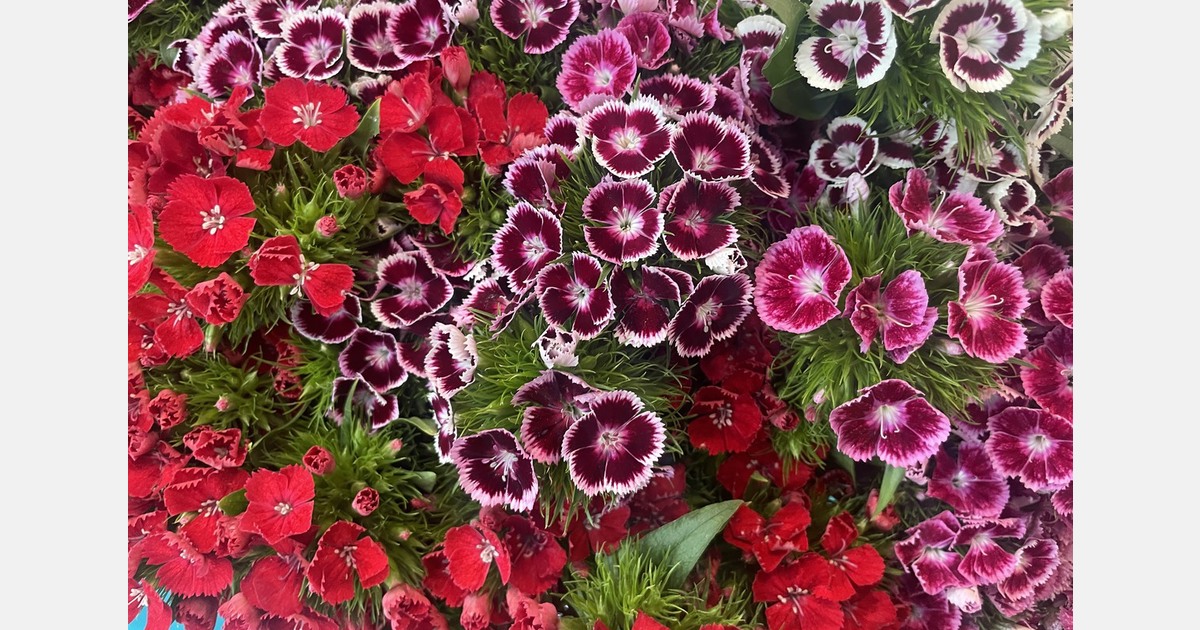 Selecta one is taking over Whetman Plants International