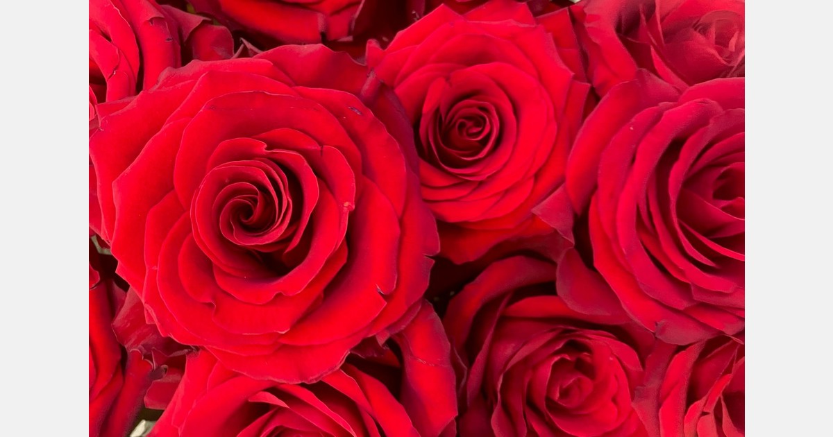 Ethiopia: Government support is helping industry to grow, says rose grower