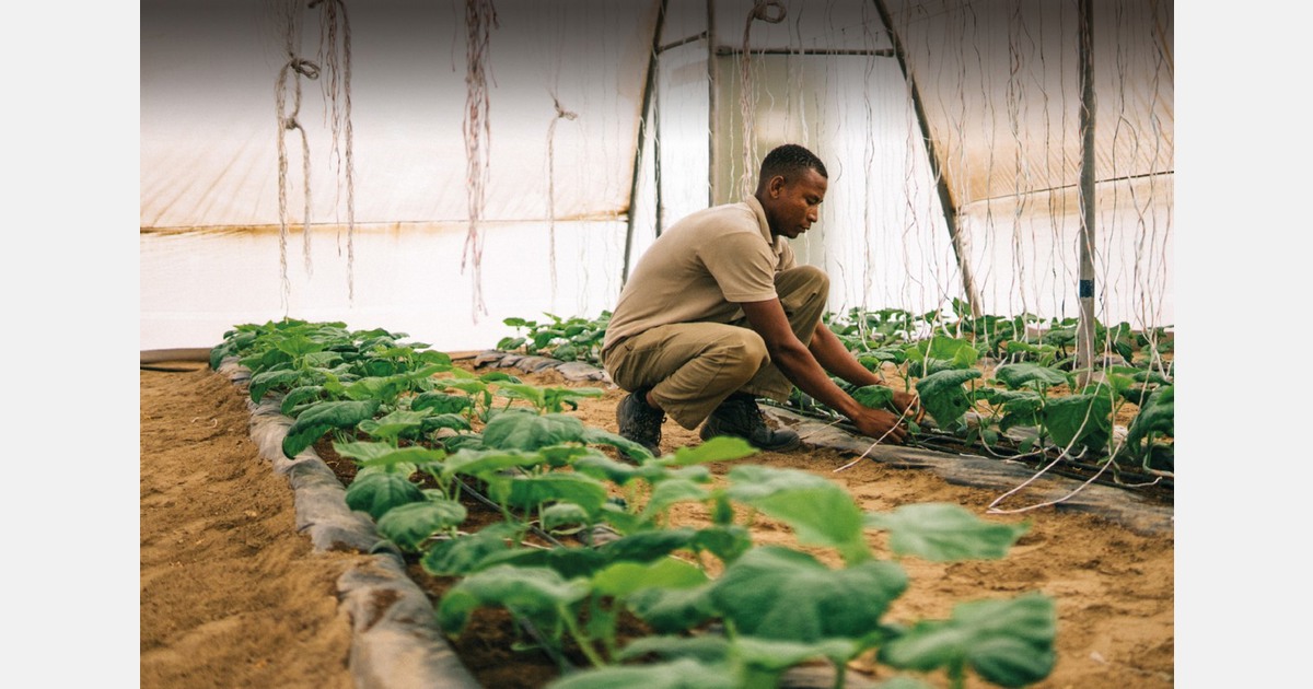 Namibia: 3 hectare greenhouse grows hydroponic tomatoes and cut flowers
