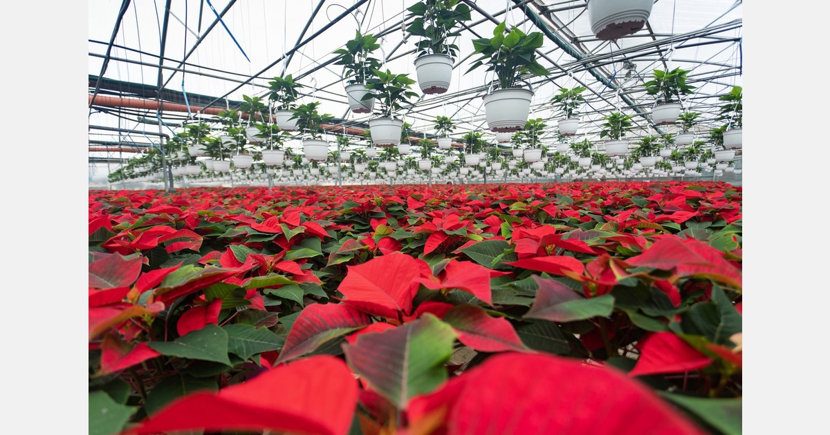 UK: Second Horti House Showcase Day announced