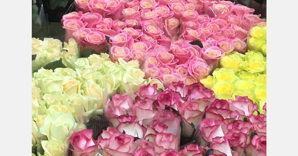 China: 'Yunnan cut-roses export to Japan on the rise'