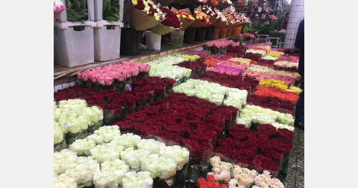 India: Rose named after Ratan Tata revealed to public