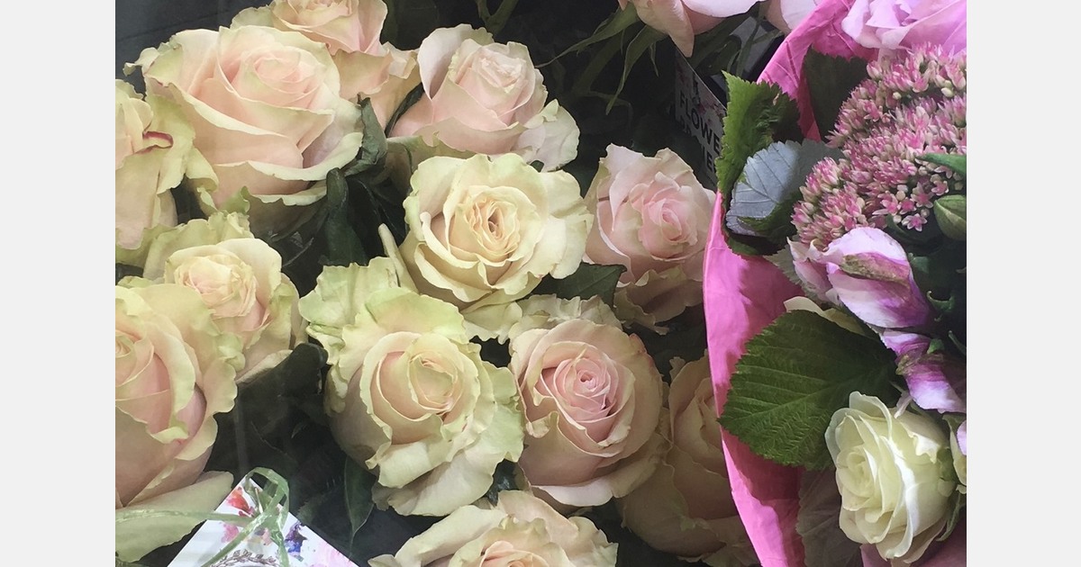 Irish rose breeder gets honored at Belfast trials