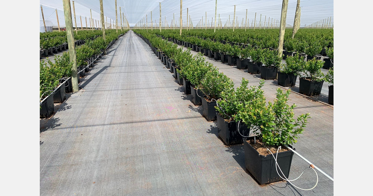 New substrate solutions launched at Fruit Logistica