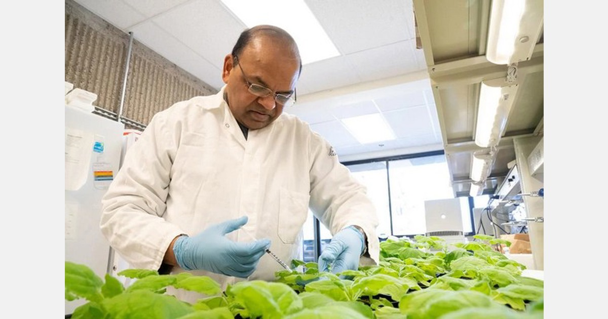 Plant biologists identify promising new fungicides