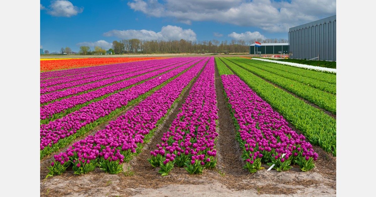 How Wicked's production planted 9 million real tulips for Munchkinland