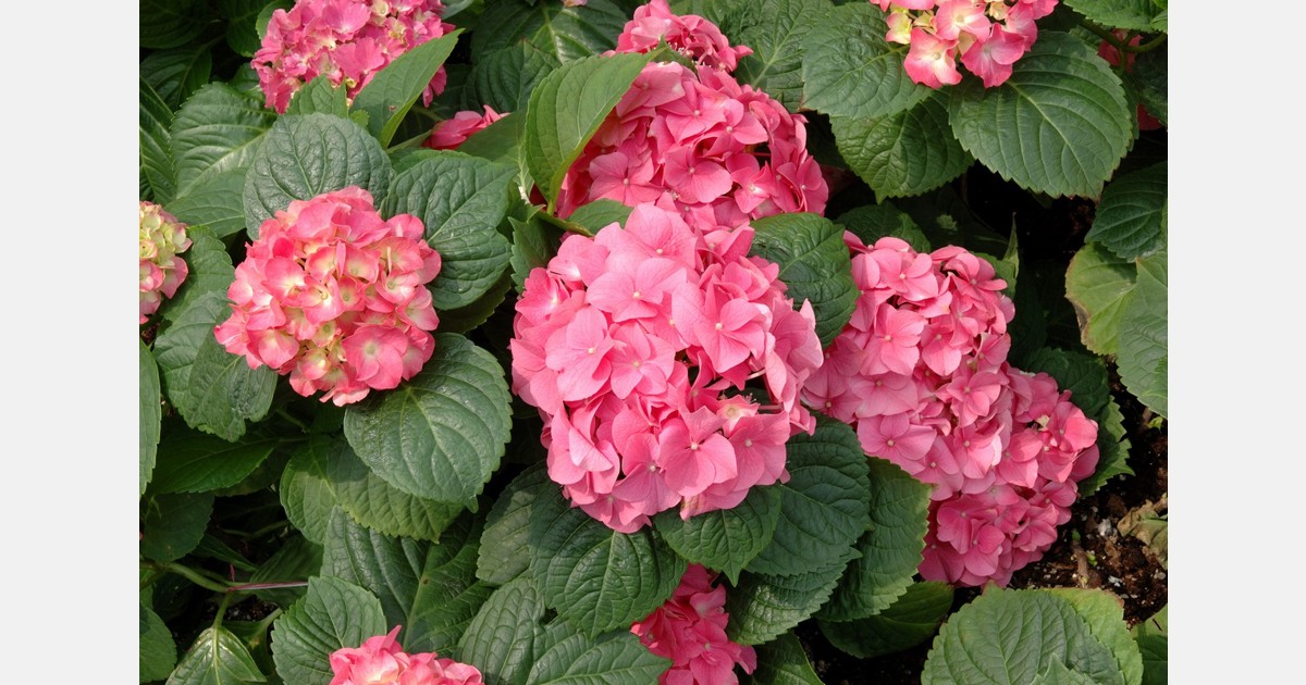 Harvest time for Vietnam's largest hydrangea growing area