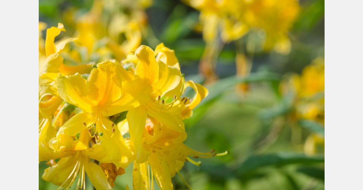 India: The mission to revive floriculture in Goa