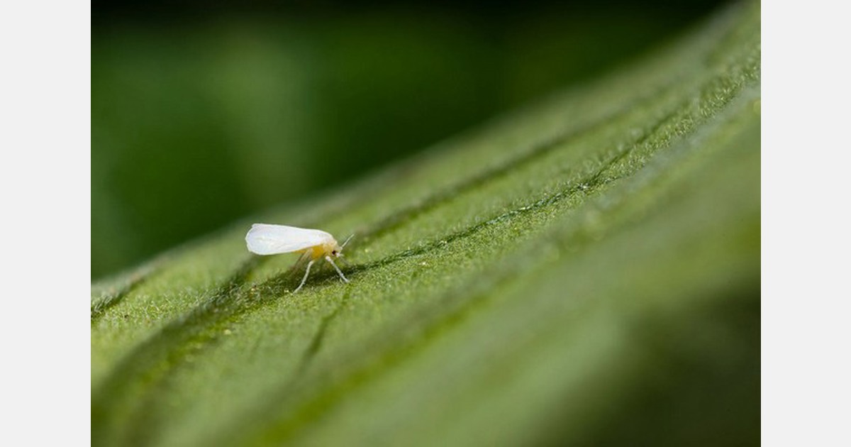 A closer look at Whiteflies