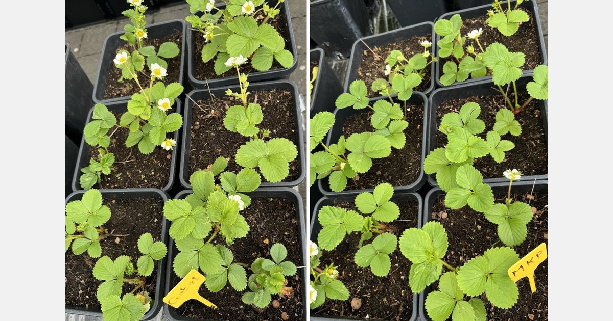 "Our new Biota Phos shows the true value of circular fertilizers"