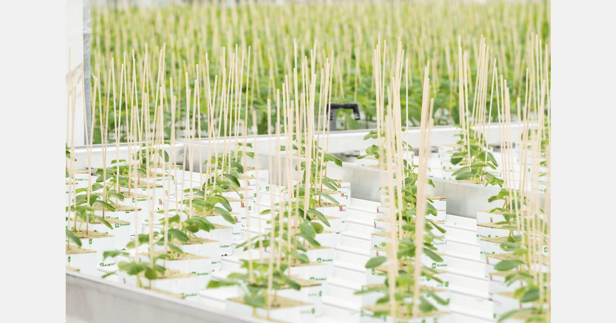 CAN: Sollum Technologies partners up with Roelands Plant Farms