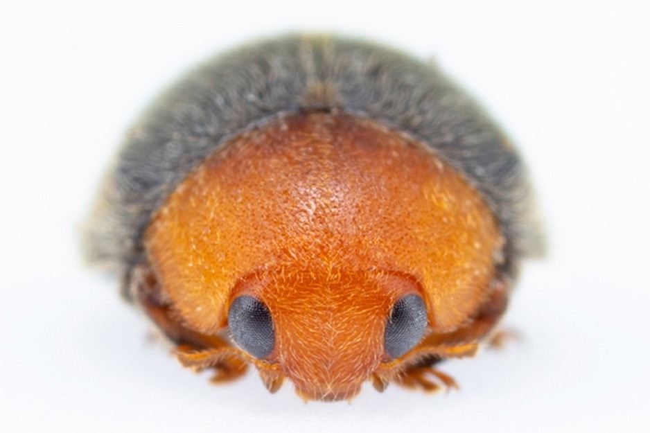 Cryptolaemus montrouzieri: the Mealybug slayer