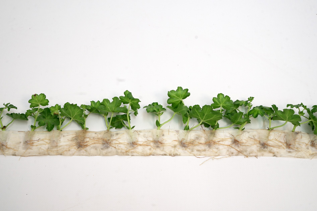 Biodegradable paper bags replaces substrate in new propagation system
