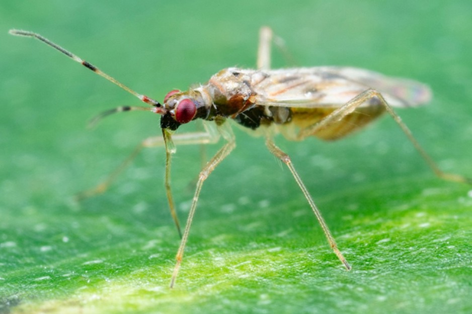 "Come meet the 'surfers' on sticky plants: Dicyphus hesperus"