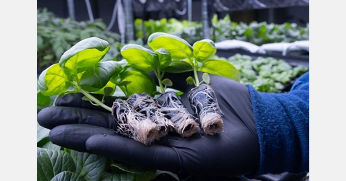 "This partnership is a natural step in our ambition to grow in Europe"