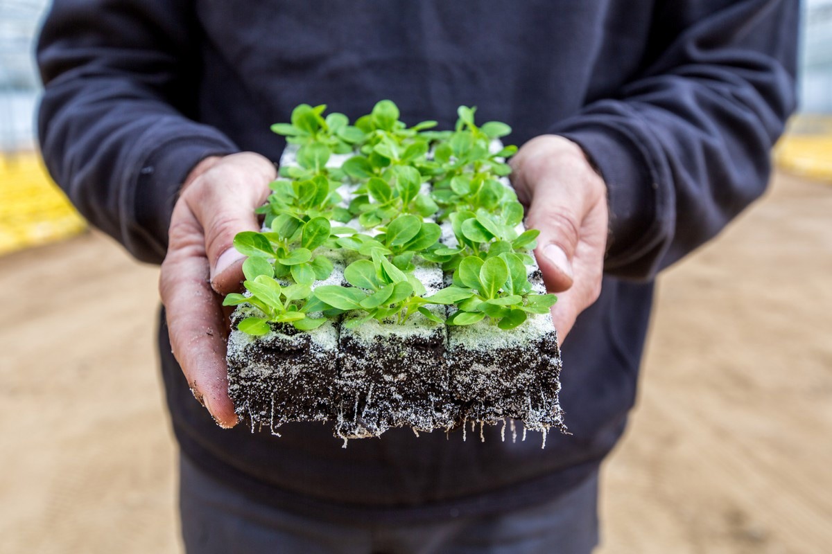 Peat-reduced substrate solutions for tomorrow’s horticulture