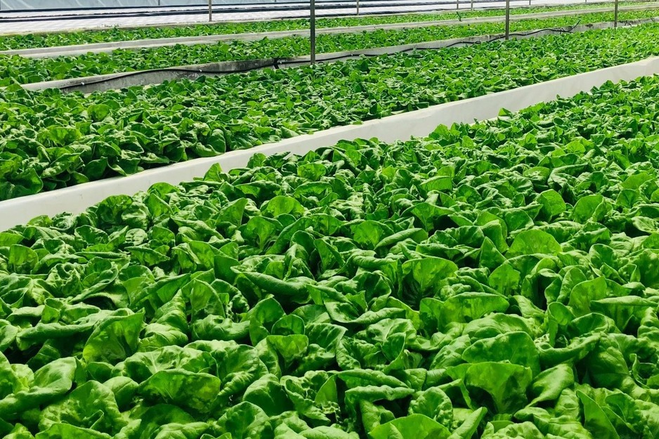 "Peroxide is not treating the root cause, only the symptoms"