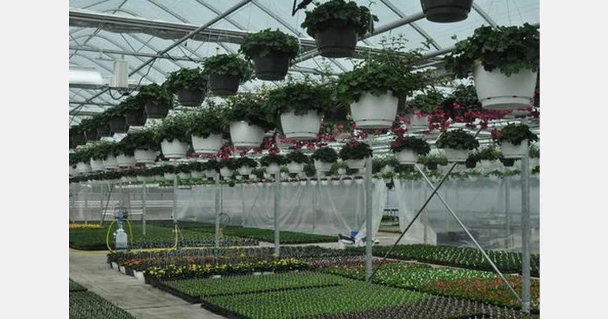 US (NY): Shafer brothers built 15,000-square-foot greenhouse in the ...