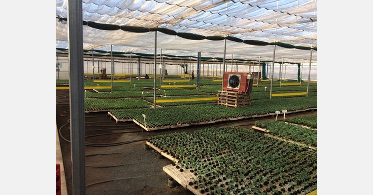 Dutch tech helps South African seedling company grow