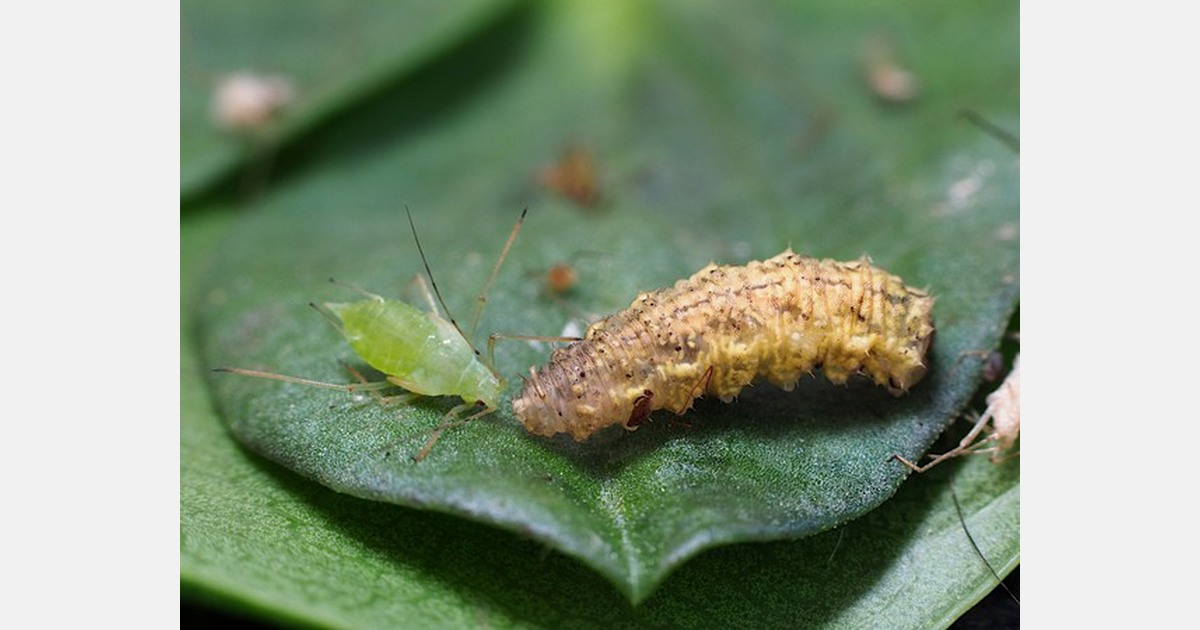 Eupeodes-System remains effective until late in the season