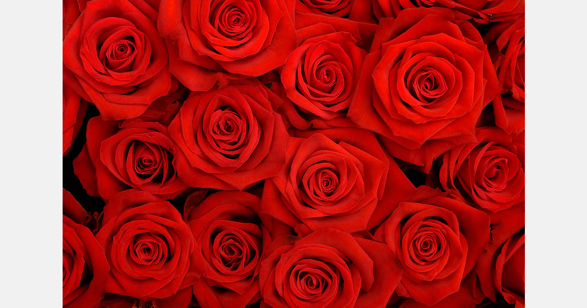 Kenya: Red Lands Roses hosts event to celebrate SEZ transition