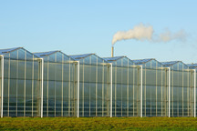 High-tech rose greenhouse Rosefield completed in Armenia