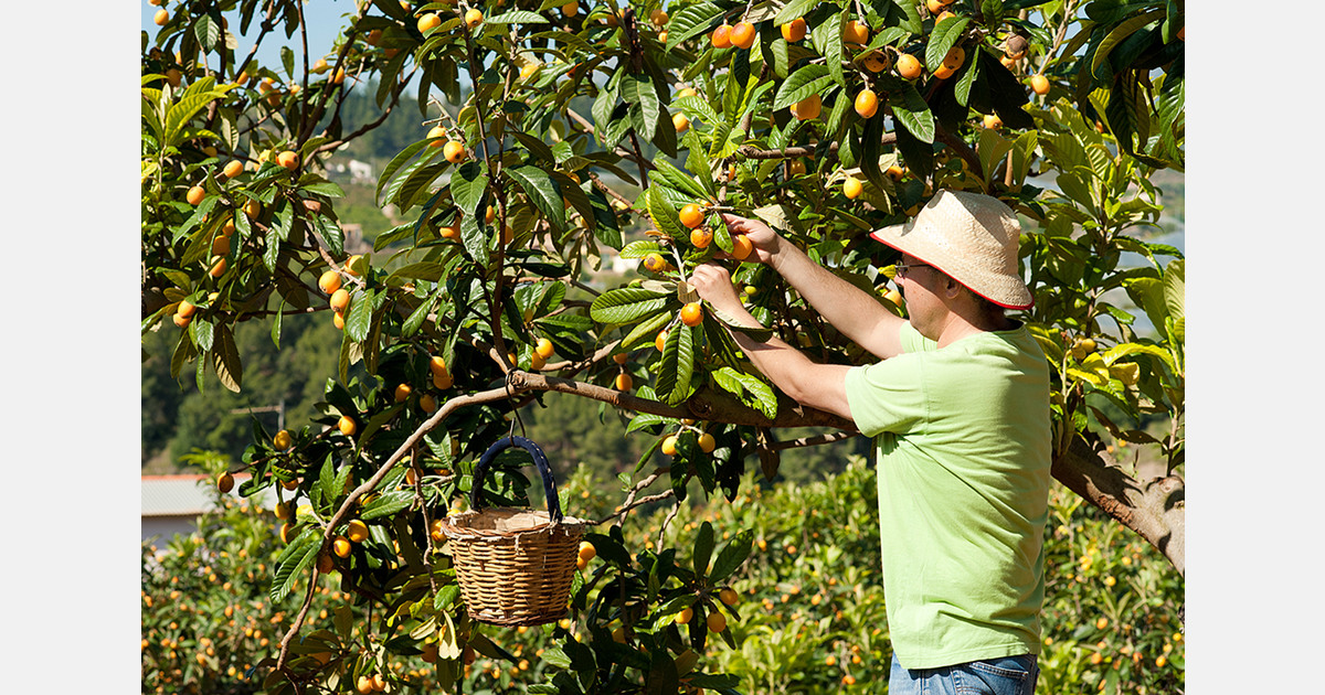 Growers urge U.S. to resume H-2A visa processing during shutdown