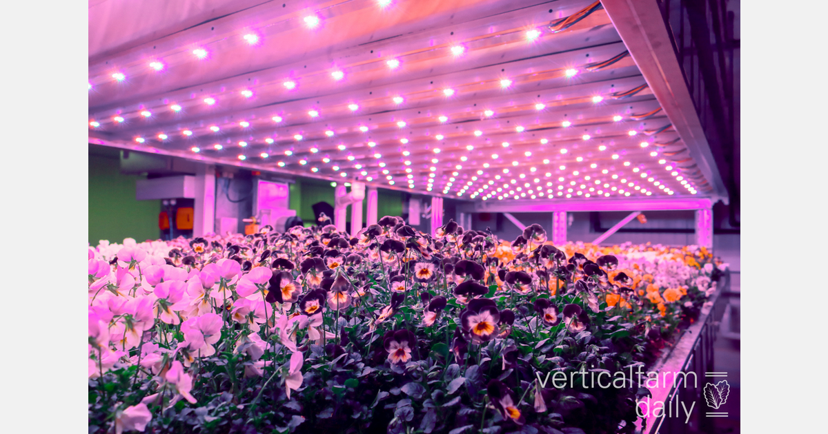 Flowers are picky when choosing their mate for fertilization