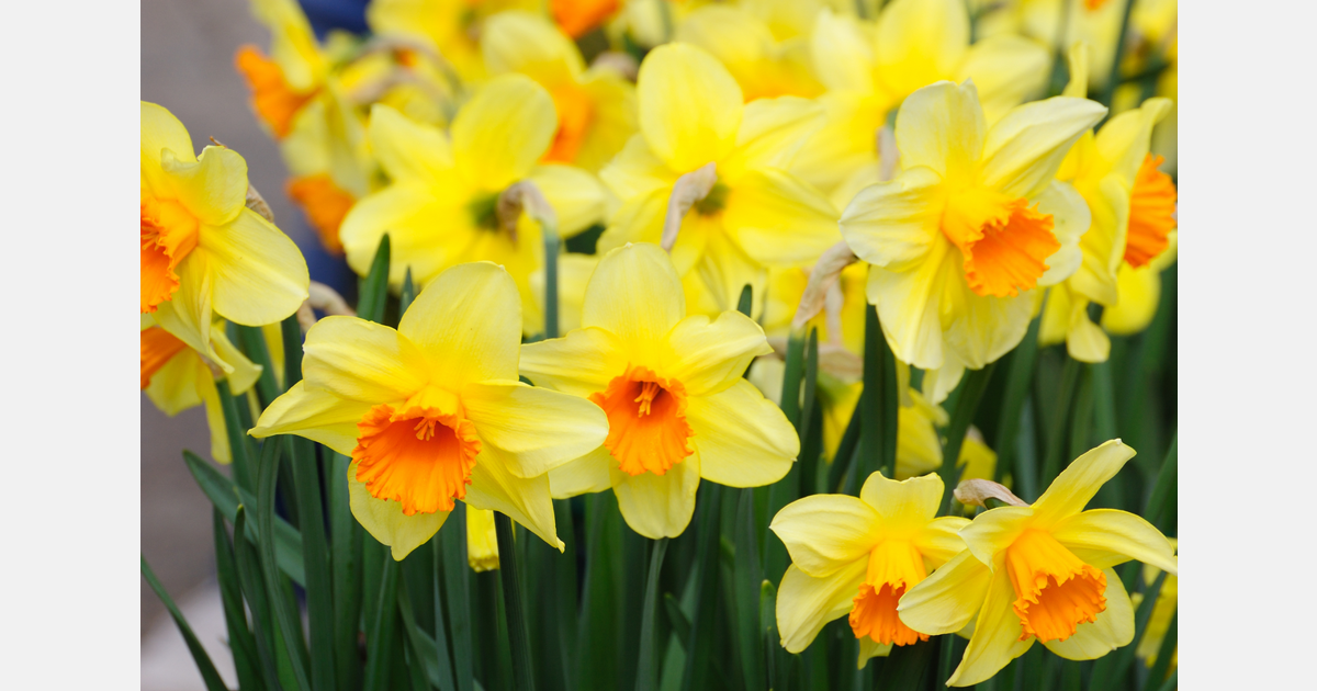 US (WA): Daffodhalia hybrid captures attention