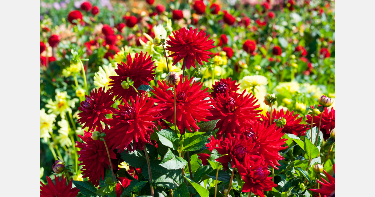 India looking to use flower waste to create income for women