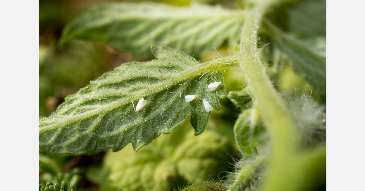 OHP announces drench label for Sarisa Insecticide