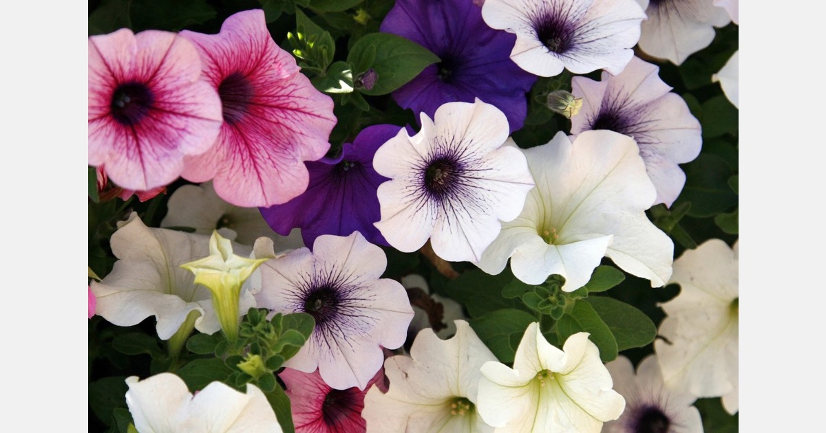 Scientists discover the gene that gives petunias their scent