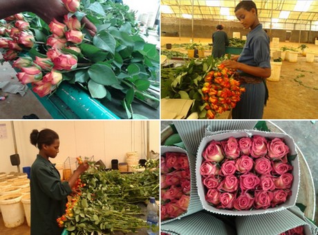 Development of the export oriented cut flower rose industry in Africa