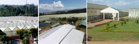 Kenya: New 10 ha farm for Mzurrie Flowers