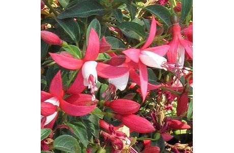 High Q greenhouses to grow new fuchsia variety