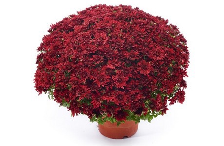 Sneak peek California Spring Trials