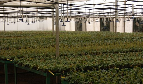 Indian grower Soex Flora ready to supply the world with rose cuttings